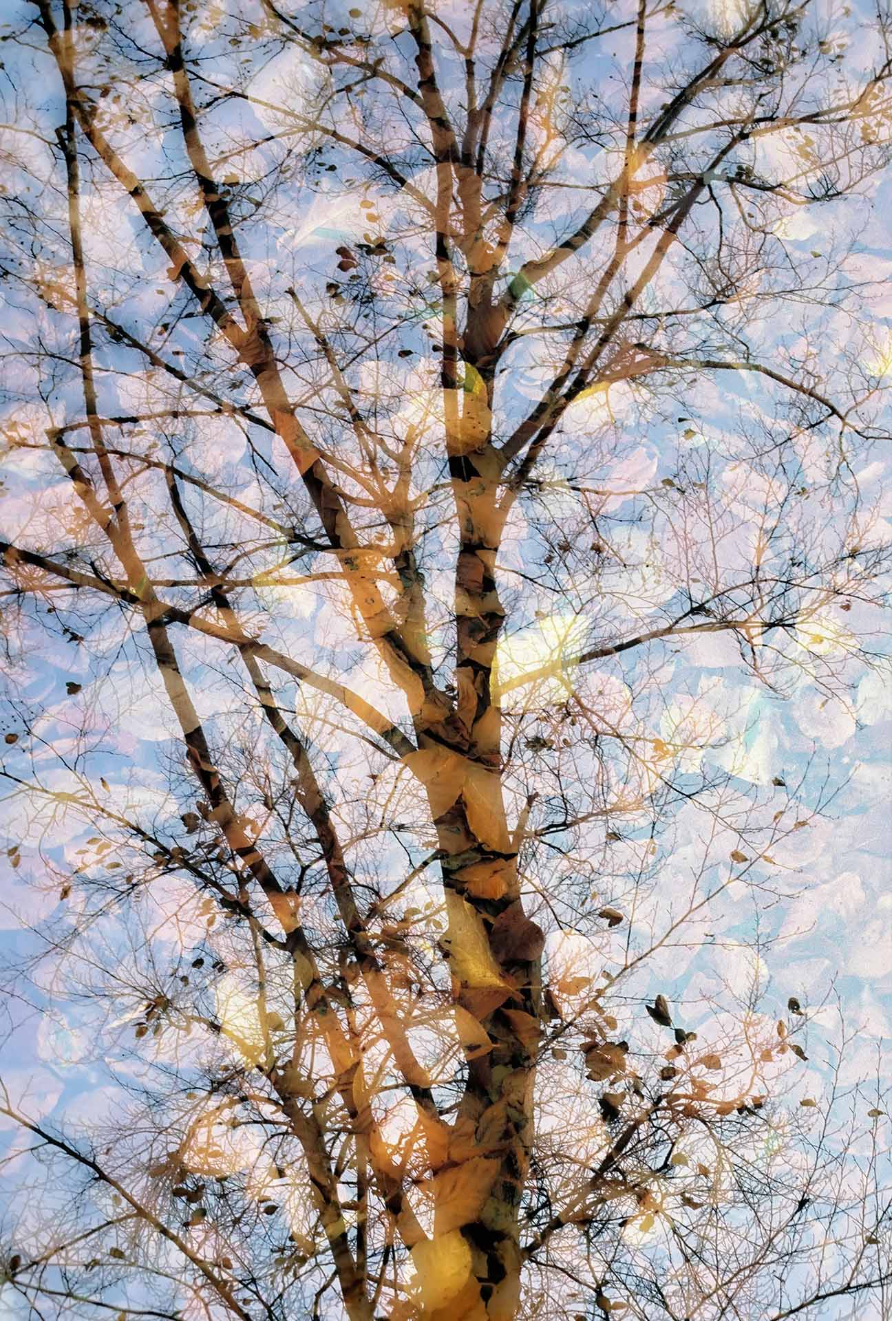 Trees -2 - Poly PhotographyPoly Photography