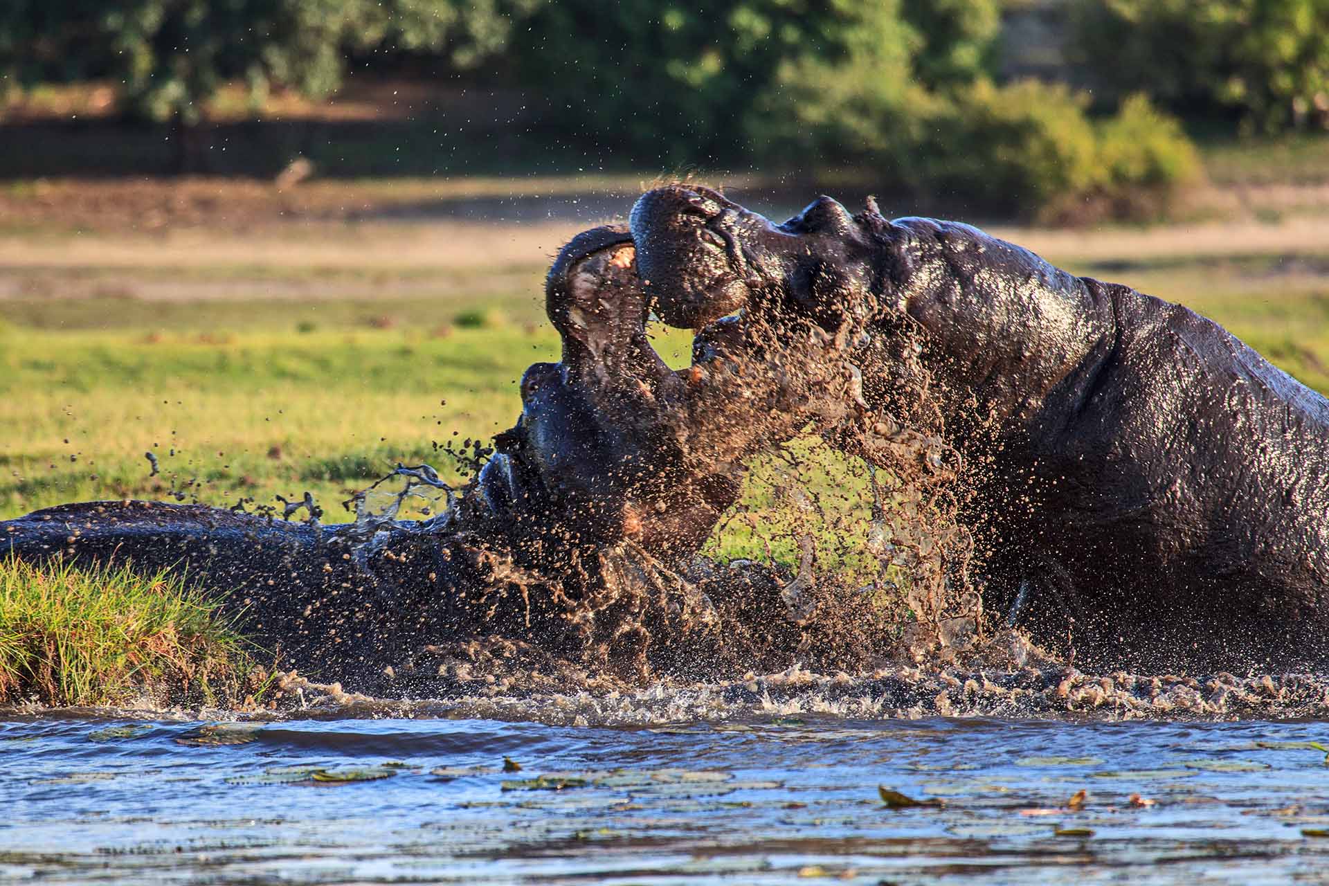 Animals - Poly PhotographyPoly Photography